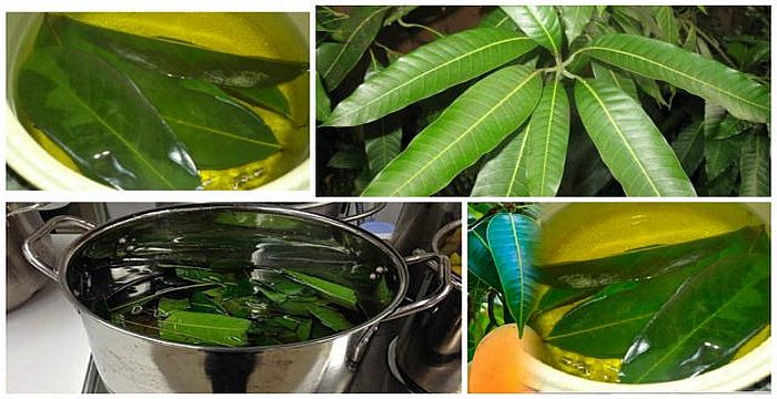 hojas-de-mango – Tu Salud Es Vida