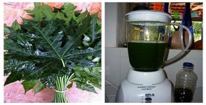 Esta planta es conocida como el “Regalo de Dios”!!.. TRATALA HOY MISMO ...